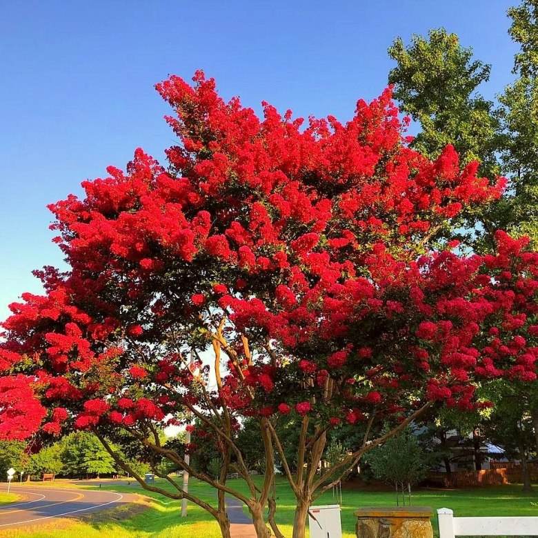 Lagerstroemia Red Imperator doniczka 0,5L